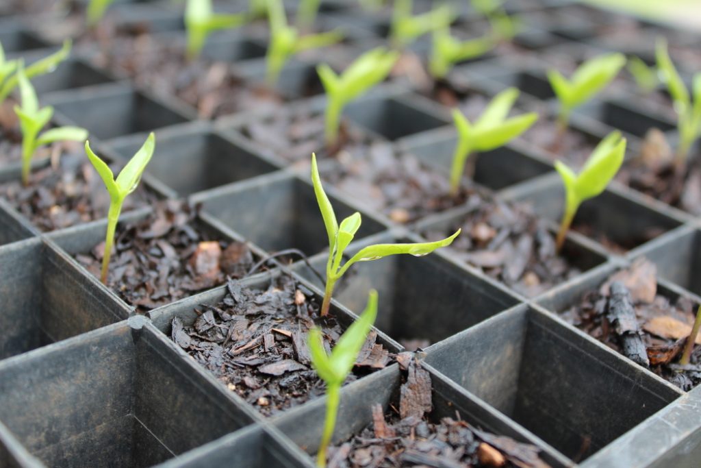 How To Grow Habanero Peppers (Step By Step Guide) – Home & Hatch