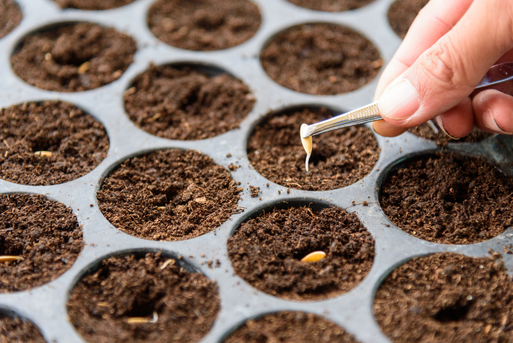 How To Plant Melon Seeds (Step By Step Guide) – Home & Hatch